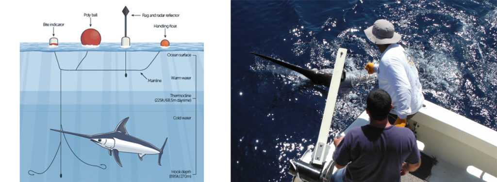 Deep-Set Buoy Gear for Sword Fishing - Seattle Fish Co.